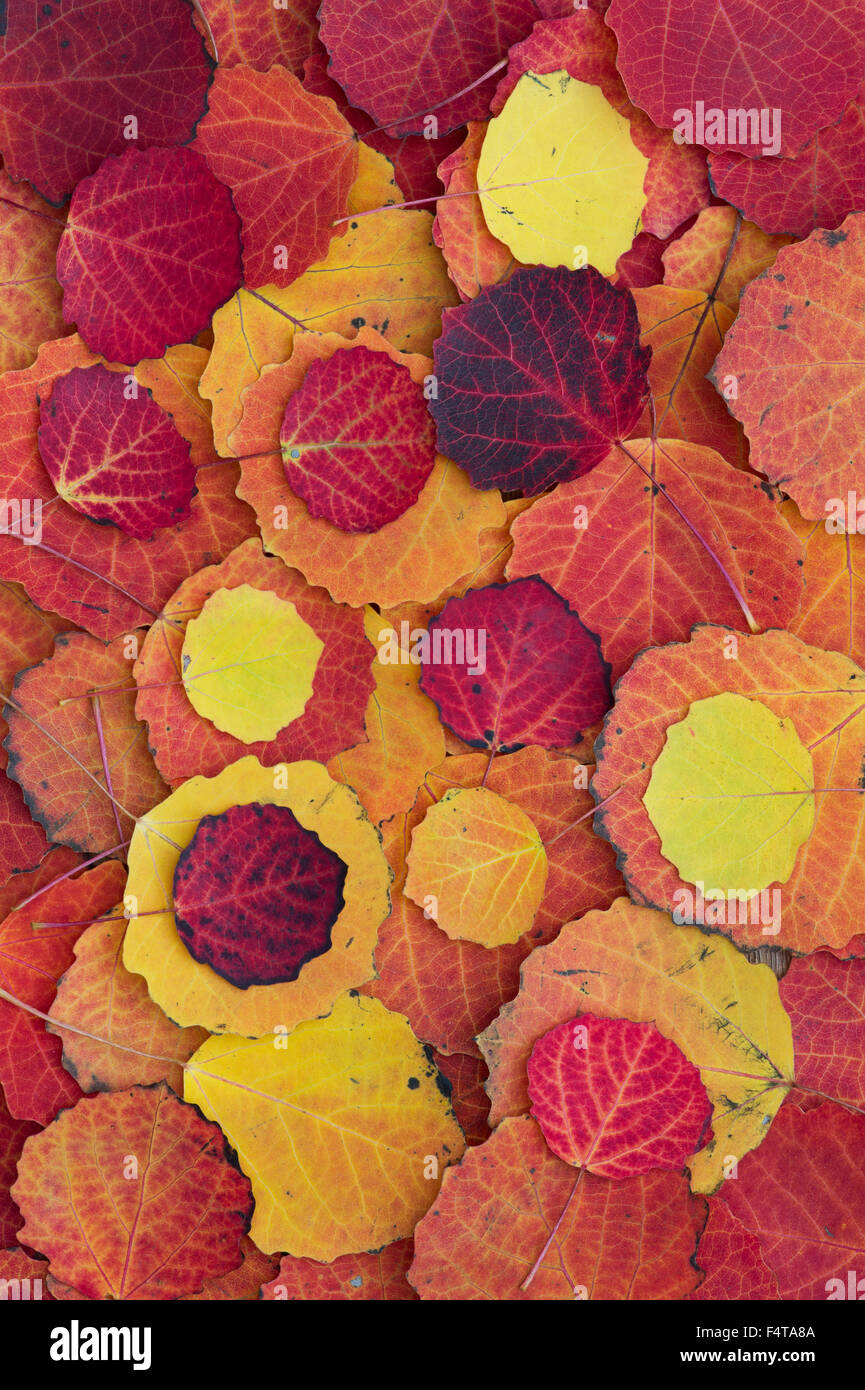 Populus tremula. Autumn Aspen tree leaves pattern Stock Photo - Alamy