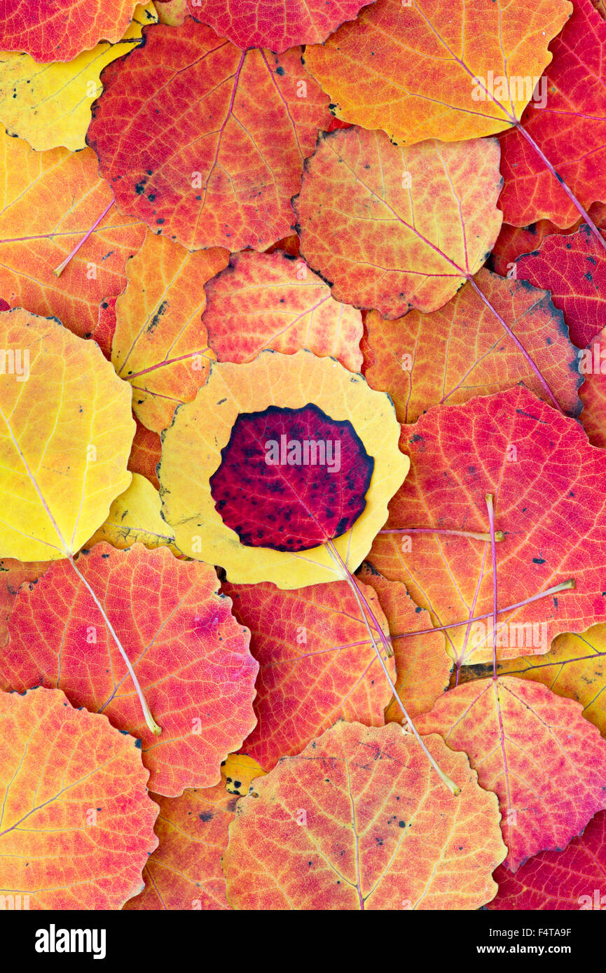 Leaves of aspen populus tremula hi-res stock photography and images - Alamy