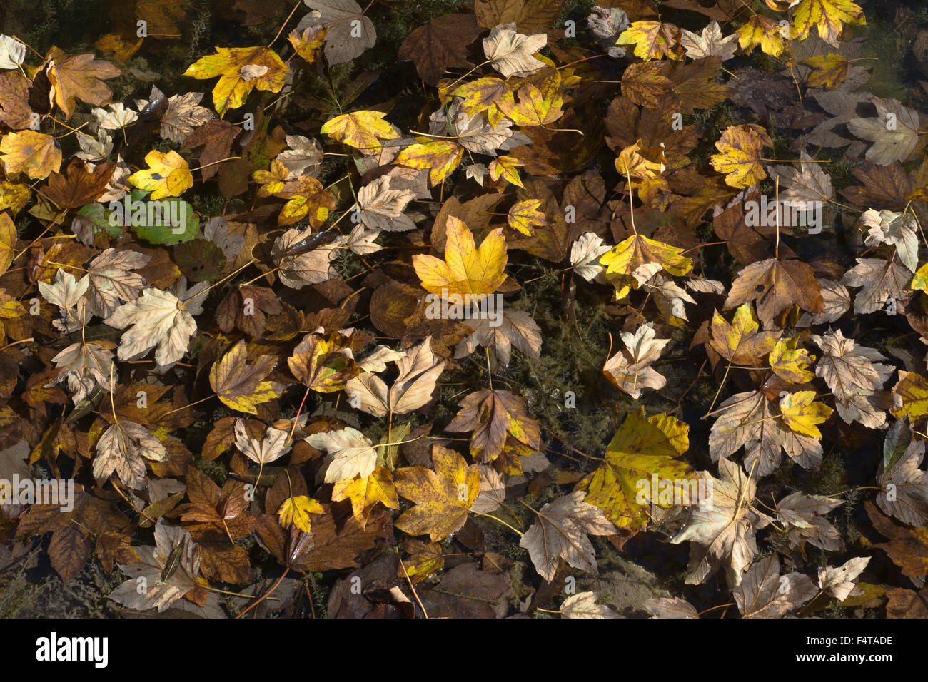 Golden leaves leaves hi-res stock photography and images - Alamy