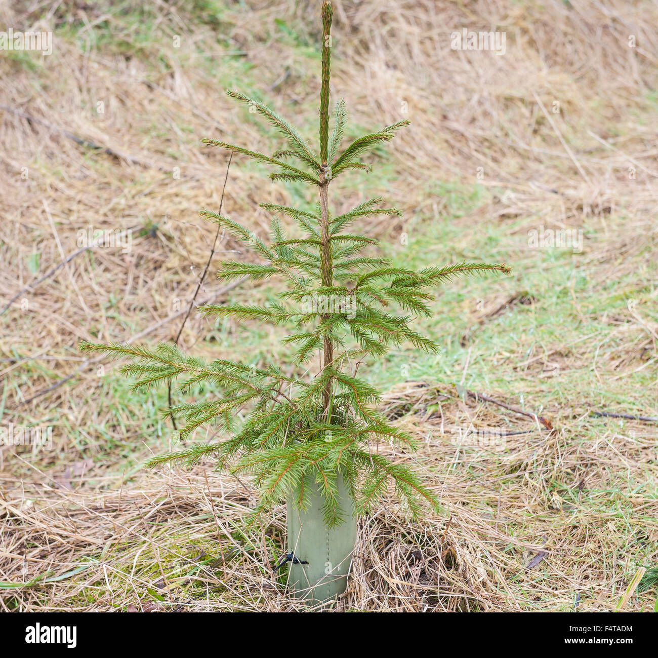 Nursery tree hi-res stock photography and images - Alamy