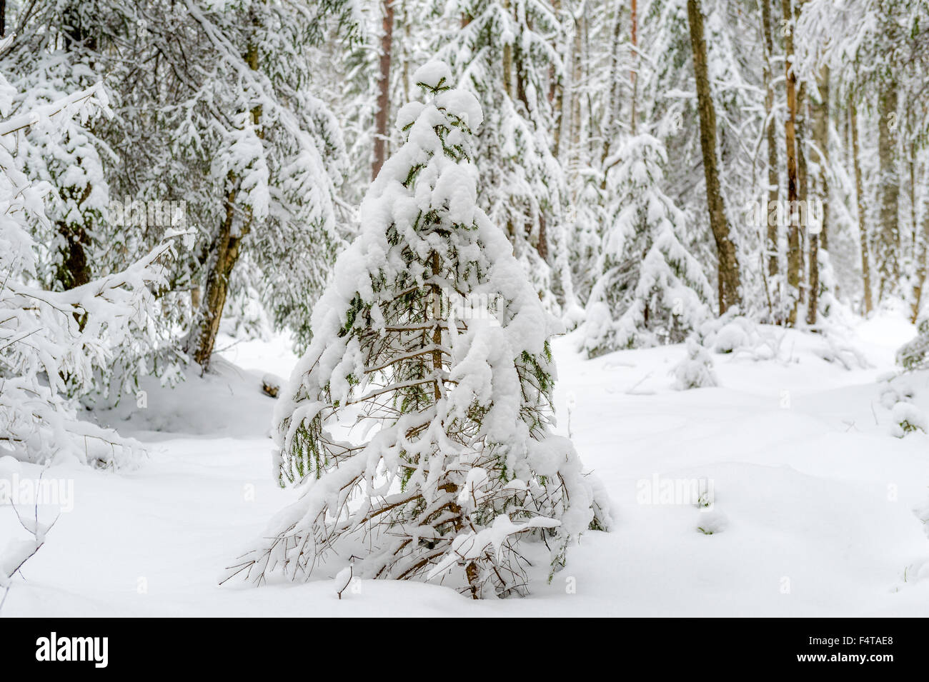Tree in snow Stock Photo - Alamy