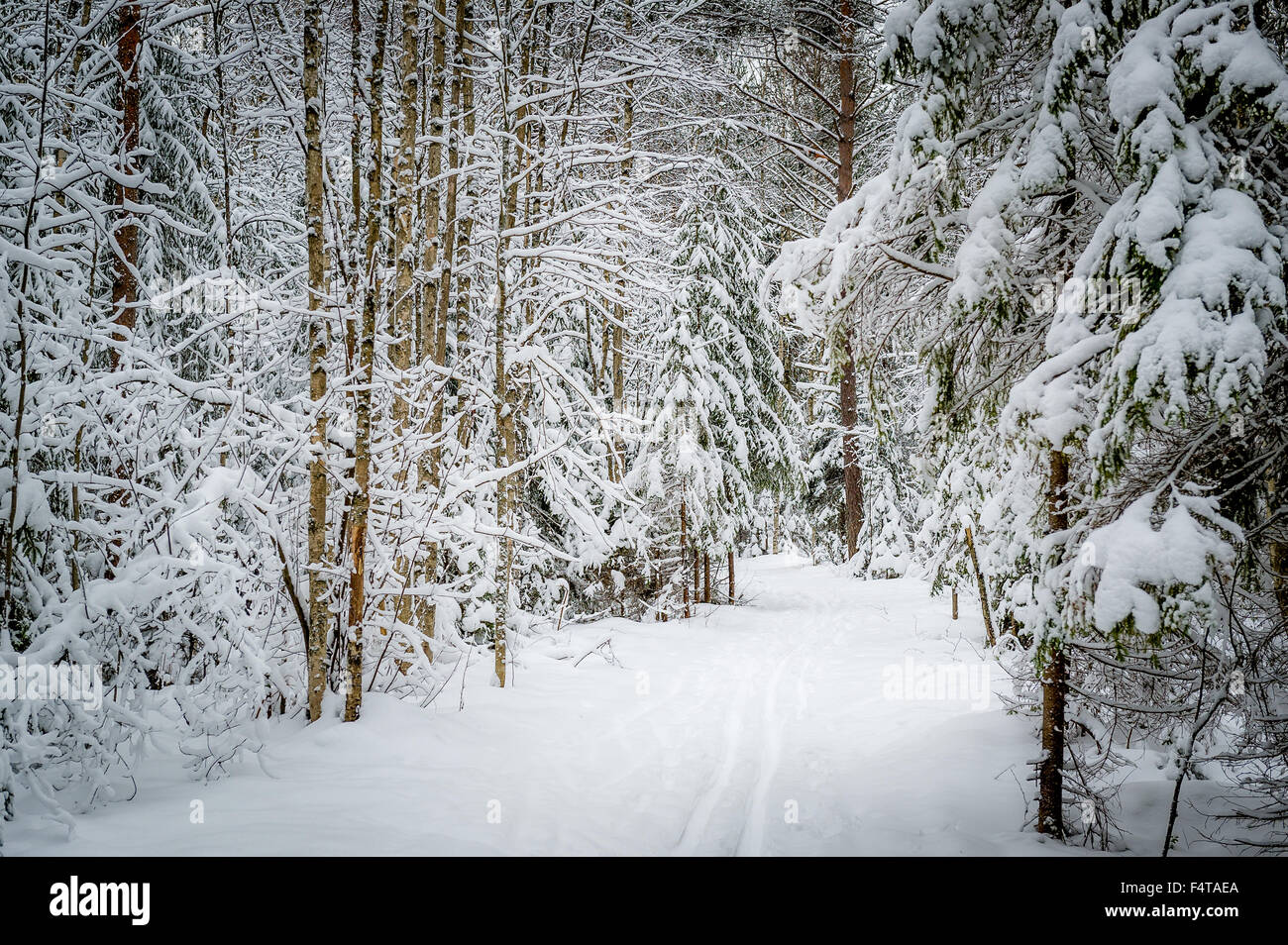 Tree trees winter ski hi-res stock photography and images - Alamy