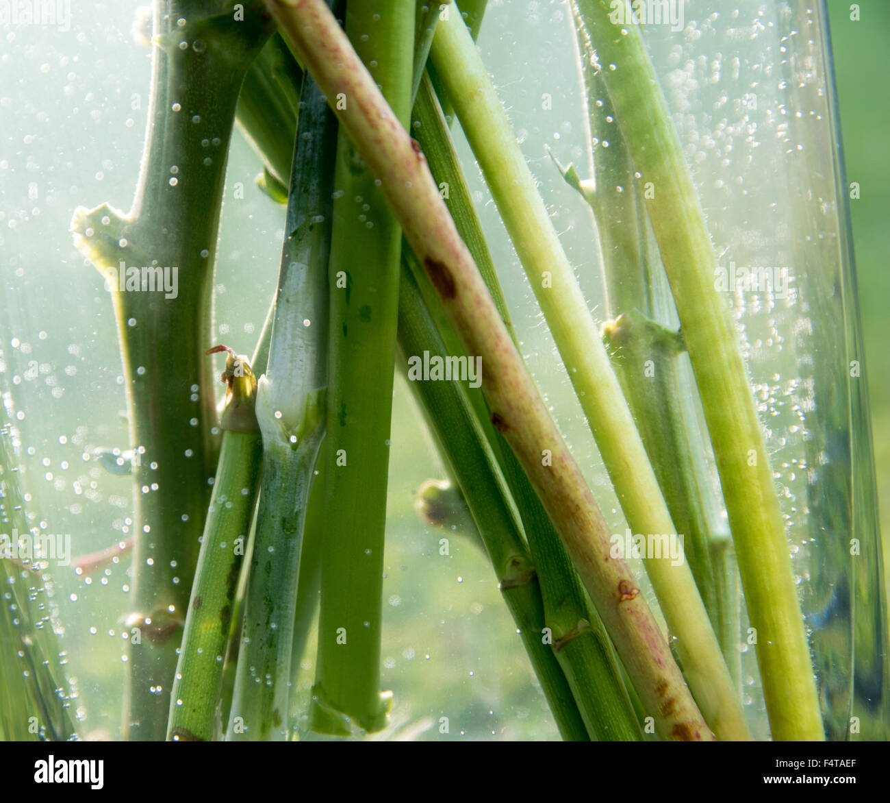 Flower stalks in vase of water Stock Photo - Alamy