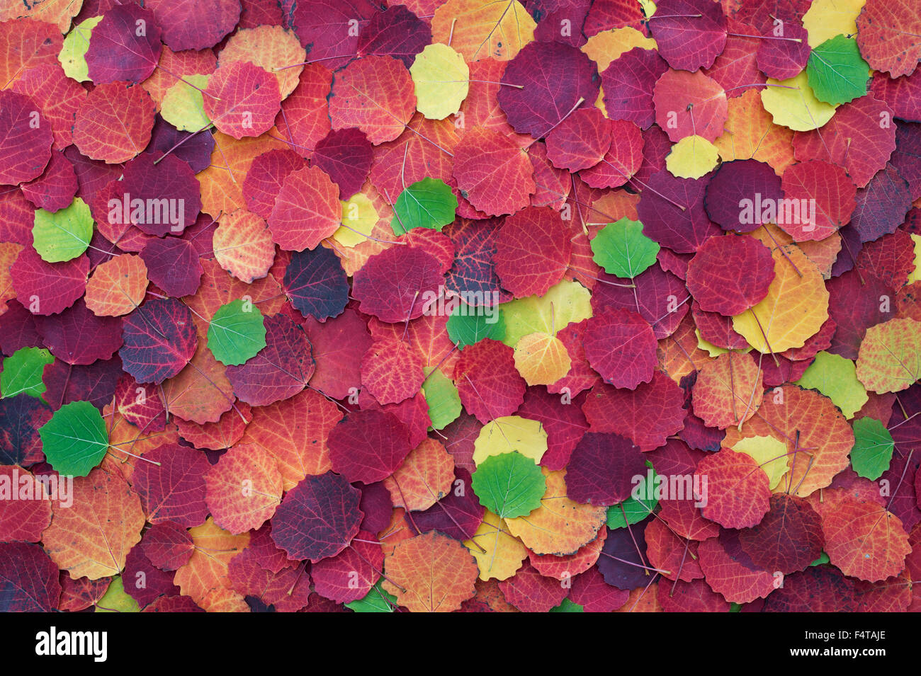 Populus tremula. Autumn Aspen tree leaves pattern Stock Photo - Alamy