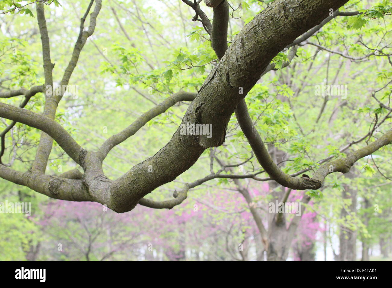 Trees with new spring growth Stock Photo - Alamy