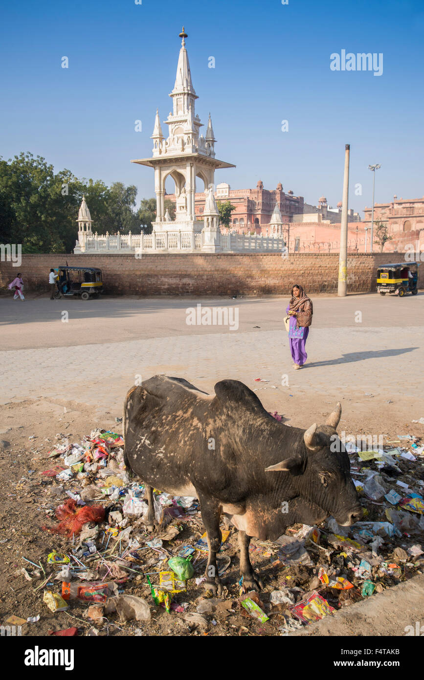 Asia, India, Rajasthan, Bikaner, cow and garbage Stock Photo - Alamy