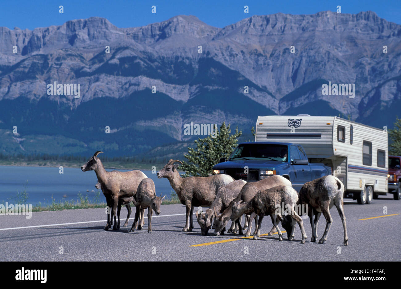 Bighorn Sheep on, Yellowhead Highway, Jasper, National Park, Alberta ...