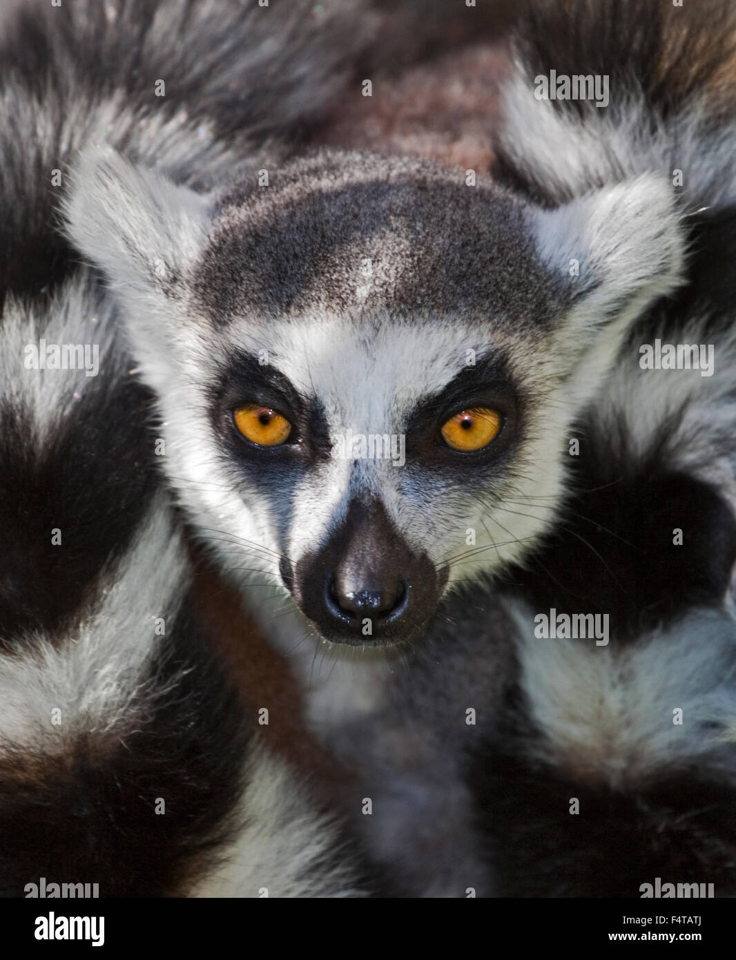Ring Tailed Lemur (lemur catta Stock Photo - Alamy