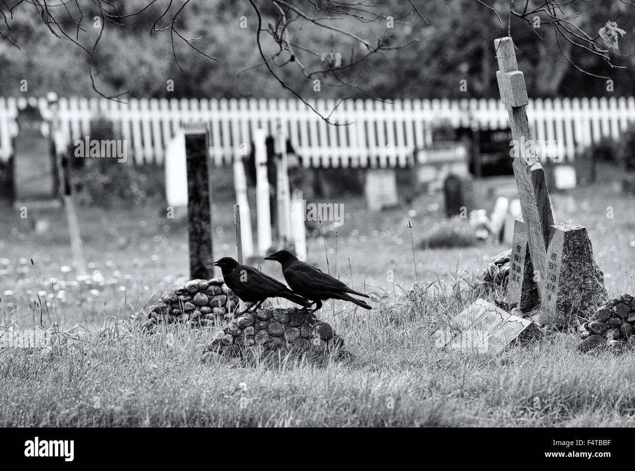 Crows in the cemetery, Canada, life and death Stock Photo - Alamy