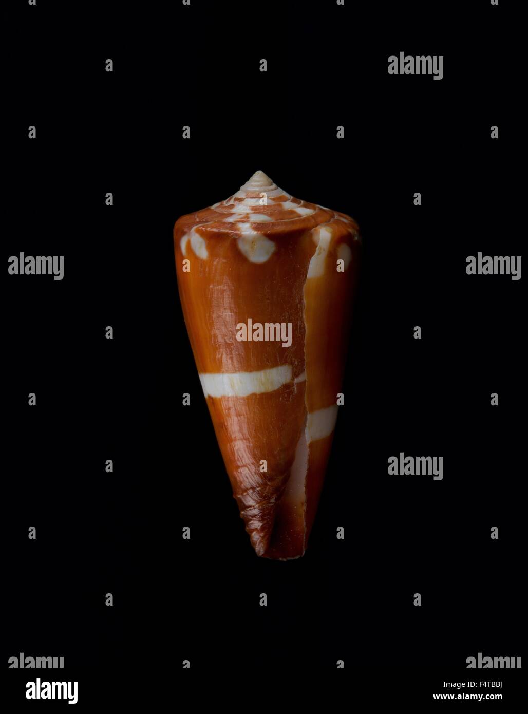 Sea shell isolated in dark background Stock Photo - Alamy