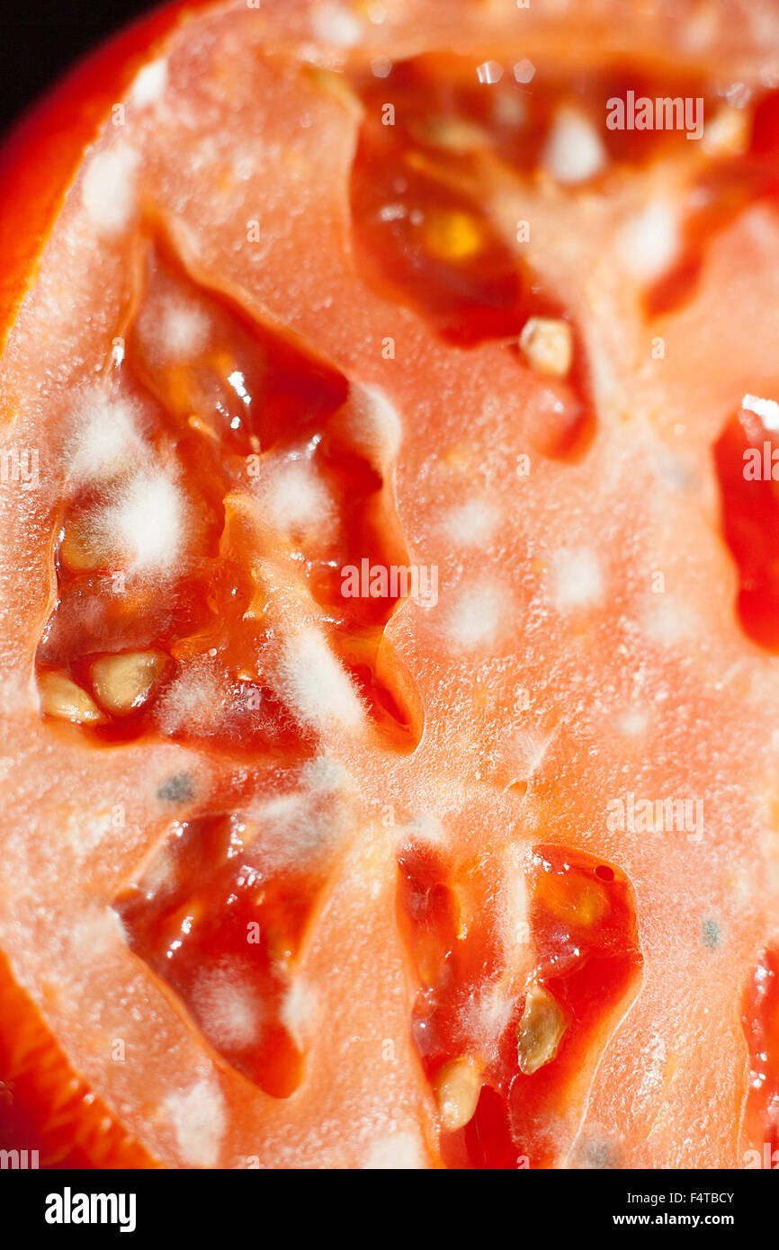 Close-up of mold on cutted unfresh tomato Stock Photo - Alamy