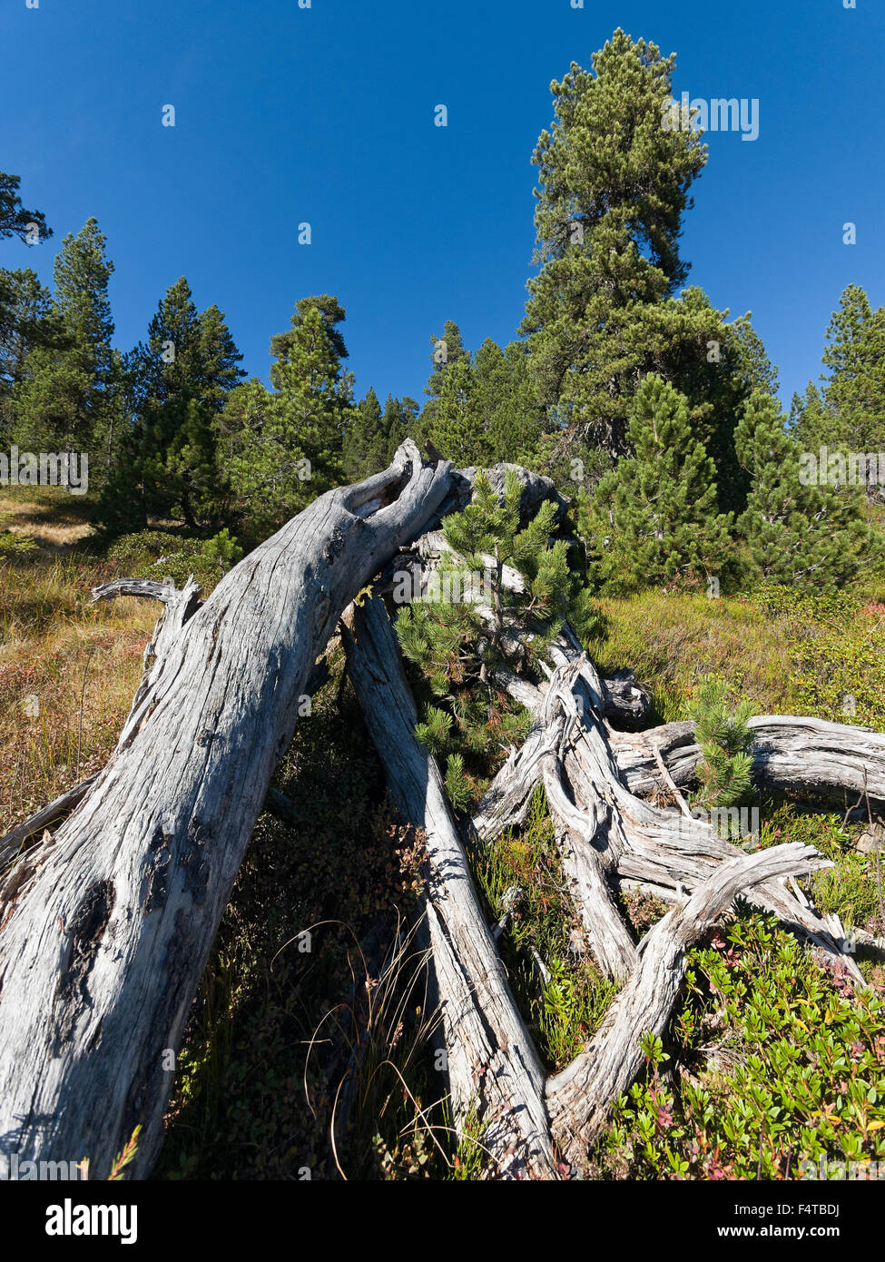 Pine wood with dead wood Stock Photo - Alamy