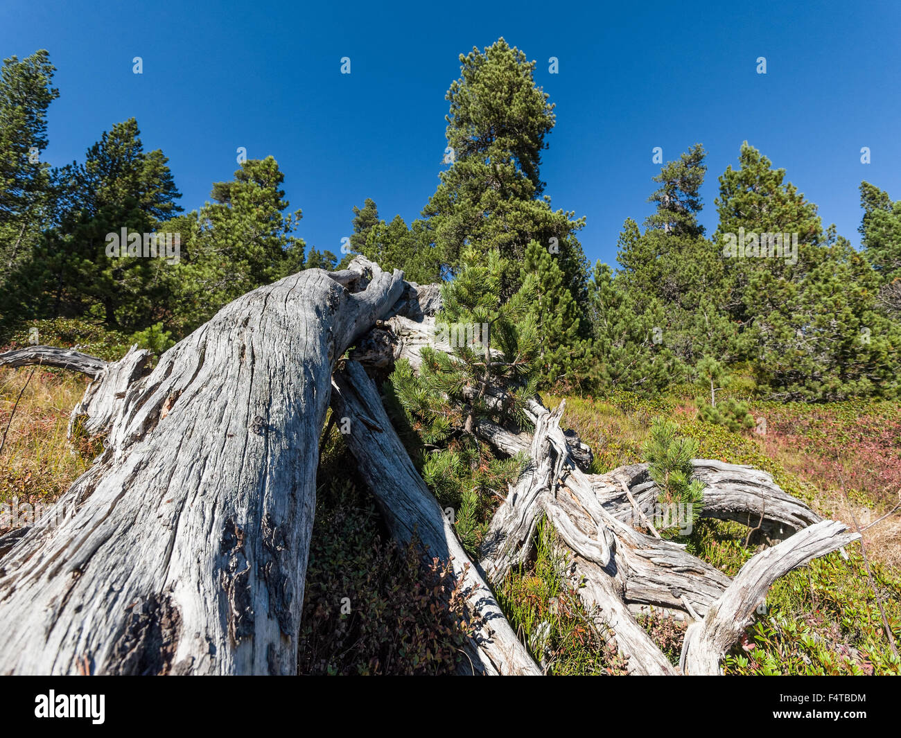 Pine wood with dead wood Stock Photo - Alamy