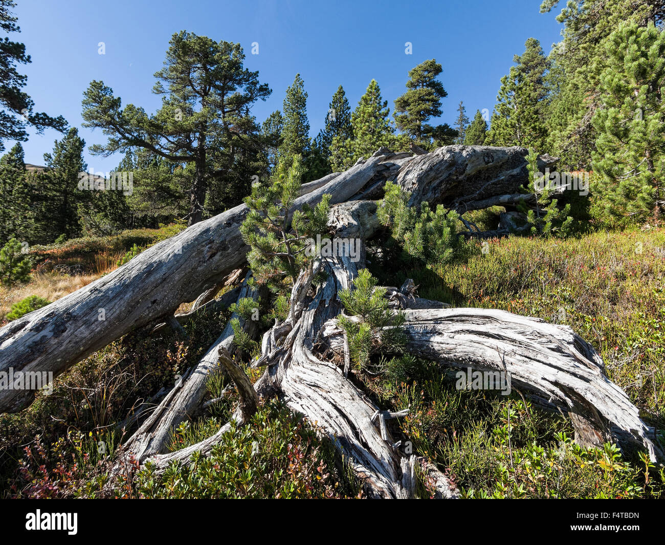 Dead wood with hi-res stock photography and images - Alamy