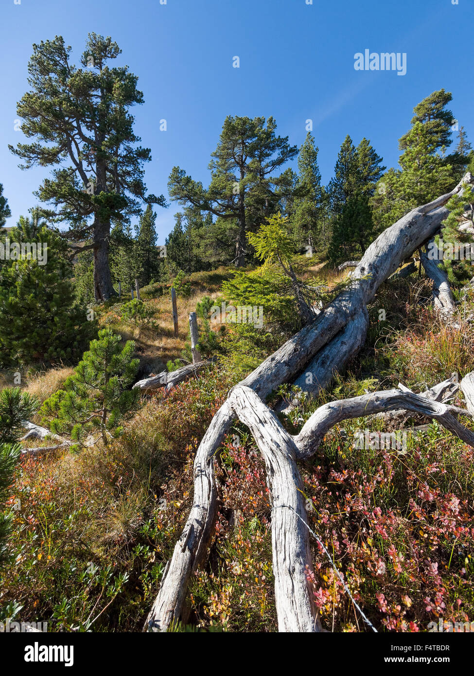 Dead wood with hi-res stock photography and images - Alamy