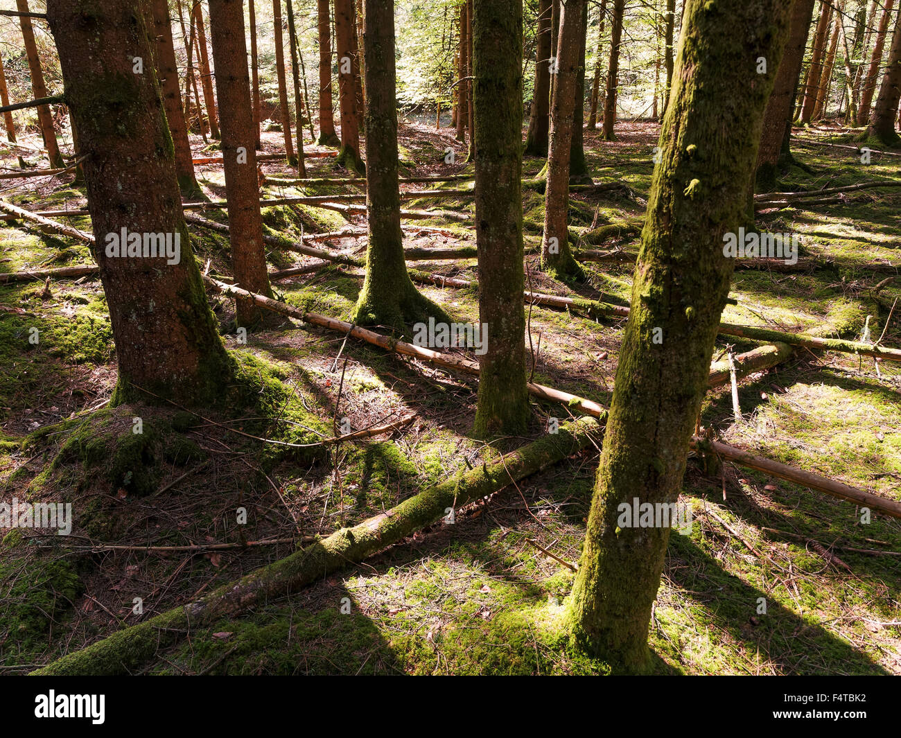 Spruce wood production hi-res stock photography and images - Alamy