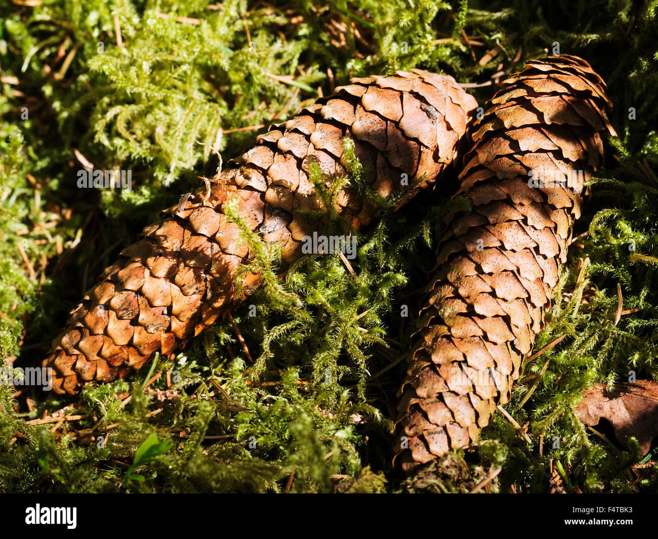 Fir cones hi-res stock photography and images - Alamy