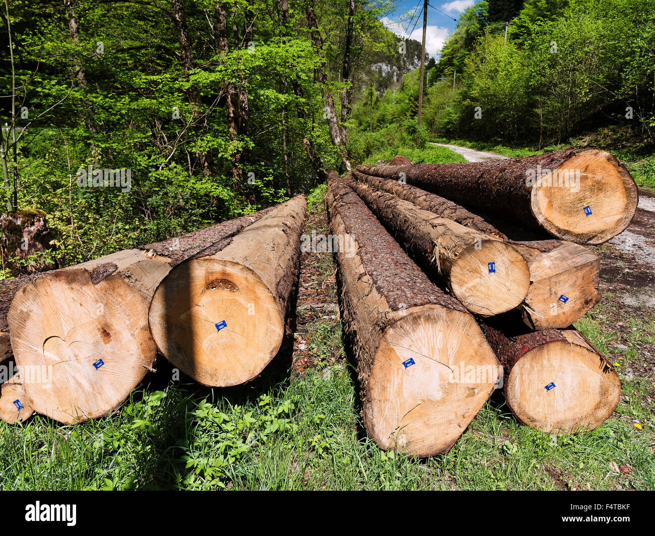Round timber of a spruce Stock Photo - Alamy