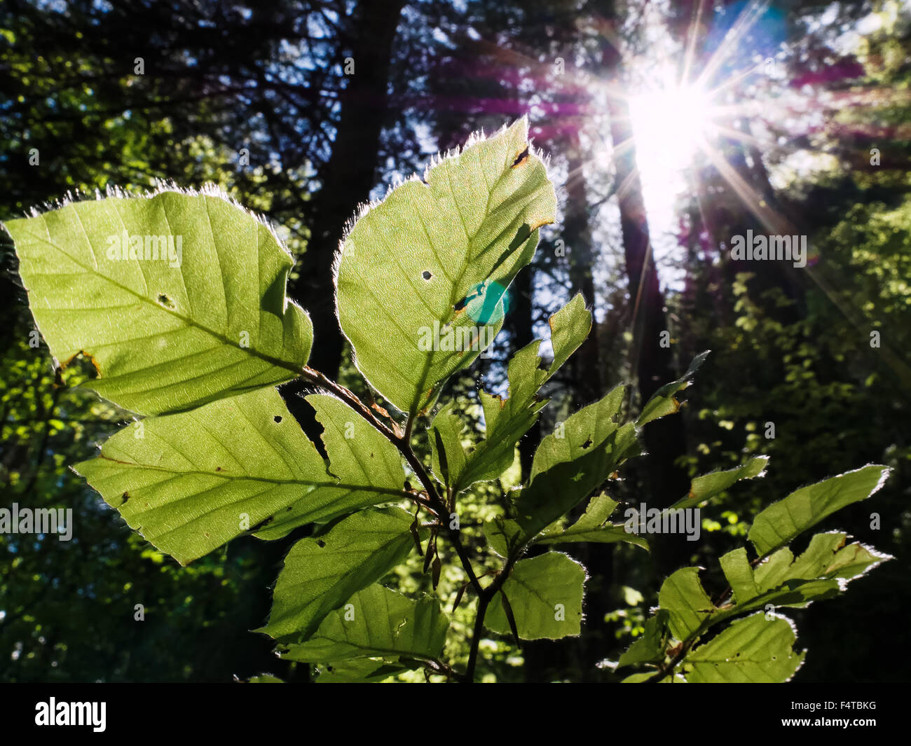 Beech branch in the spring Stock Photo - Alamy