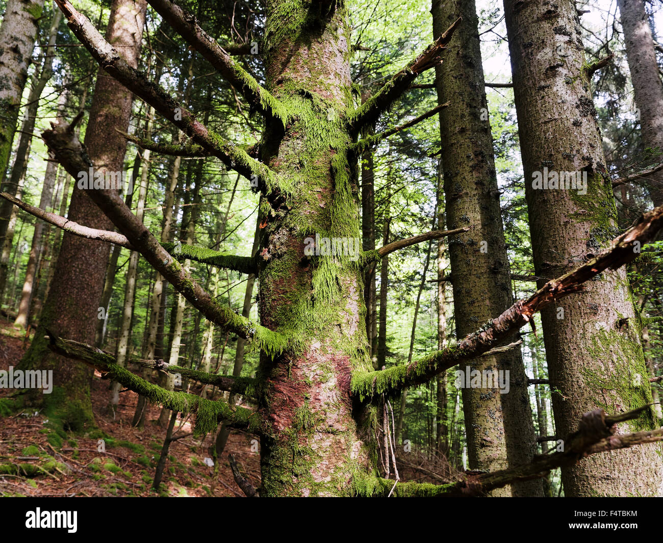 Spruces in the fir beech forest Les Places in spring Stock Photo - Alamy