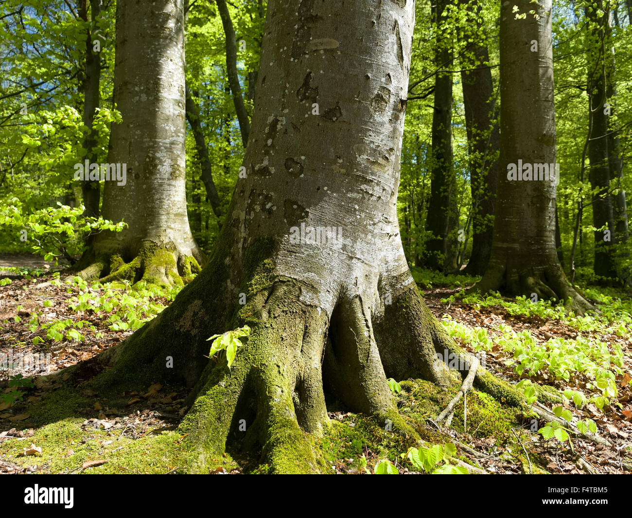 Beeches hi-res stock photography and images - Alamy