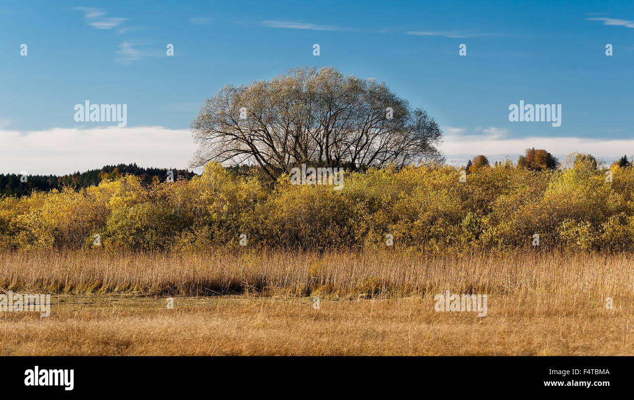 white willow in autumn Stock Photo - Alamy