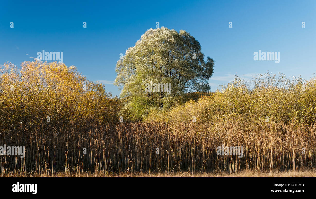 white willow in autumn Stock Photo - Alamy