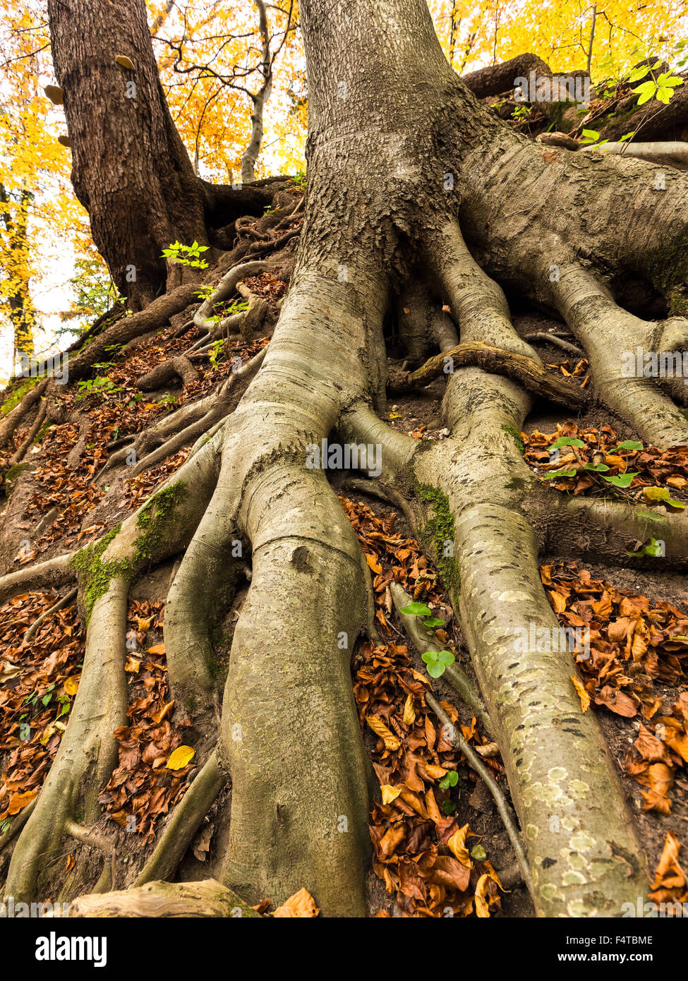 Giant beech tree hi-res stock photography and images - Alamy