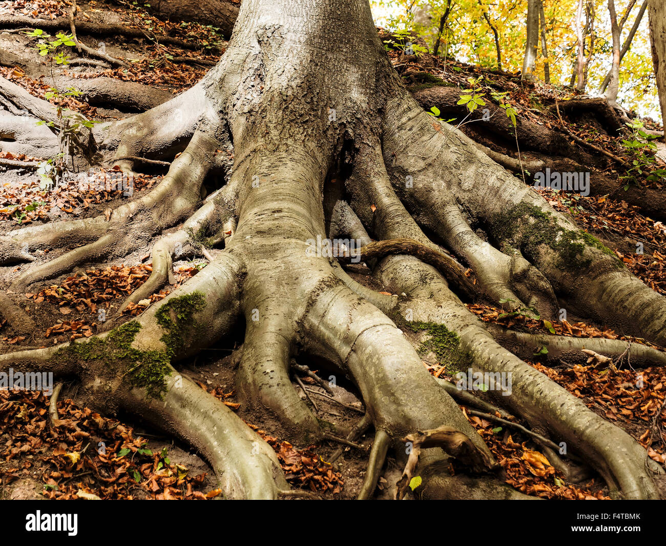Giant beech fagus tree hi-res stock photography and images - Alamy