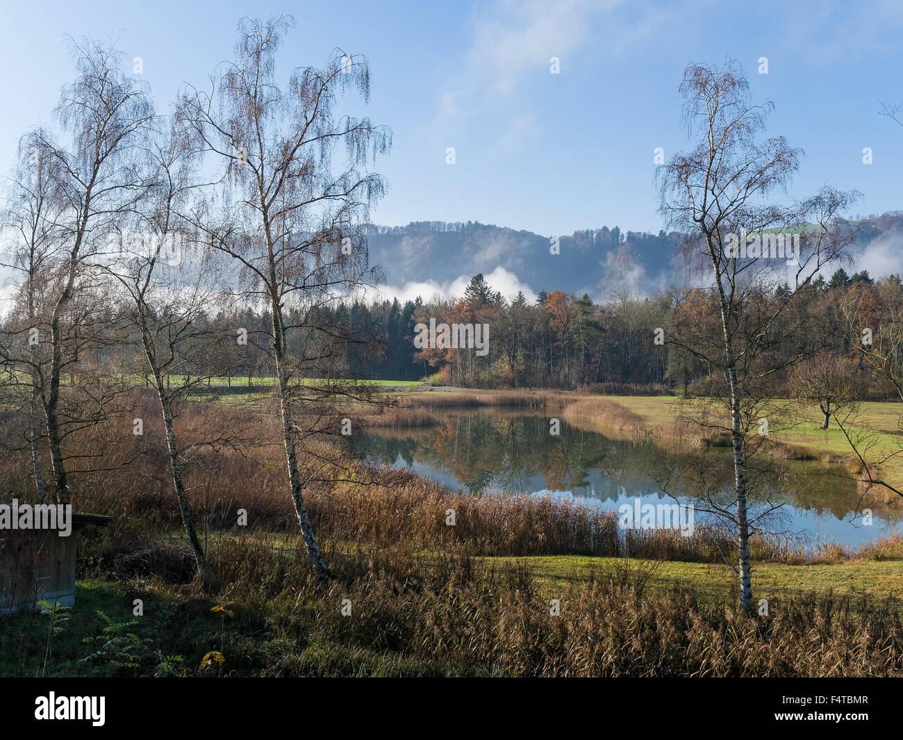 Little lake with birches Stock Photo - Alamy
