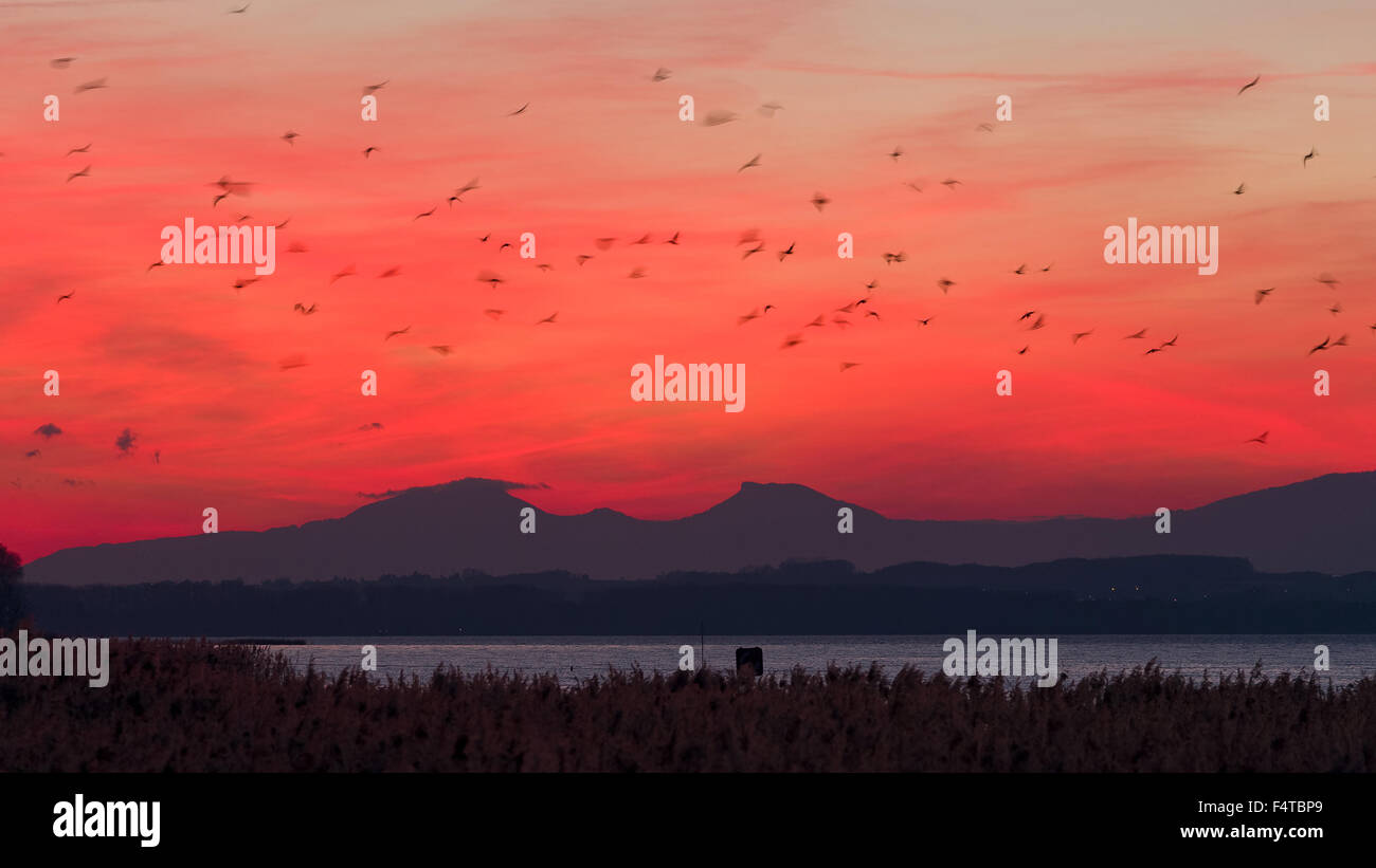 Swarm mood hi-res stock photography and images - Alamy