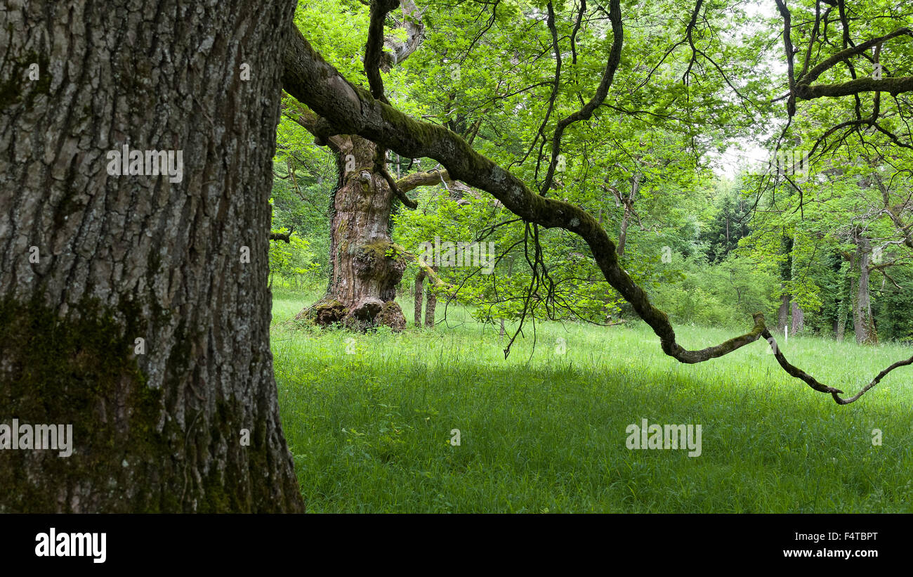 Oak tree grove hi-res stock photography and images - Alamy