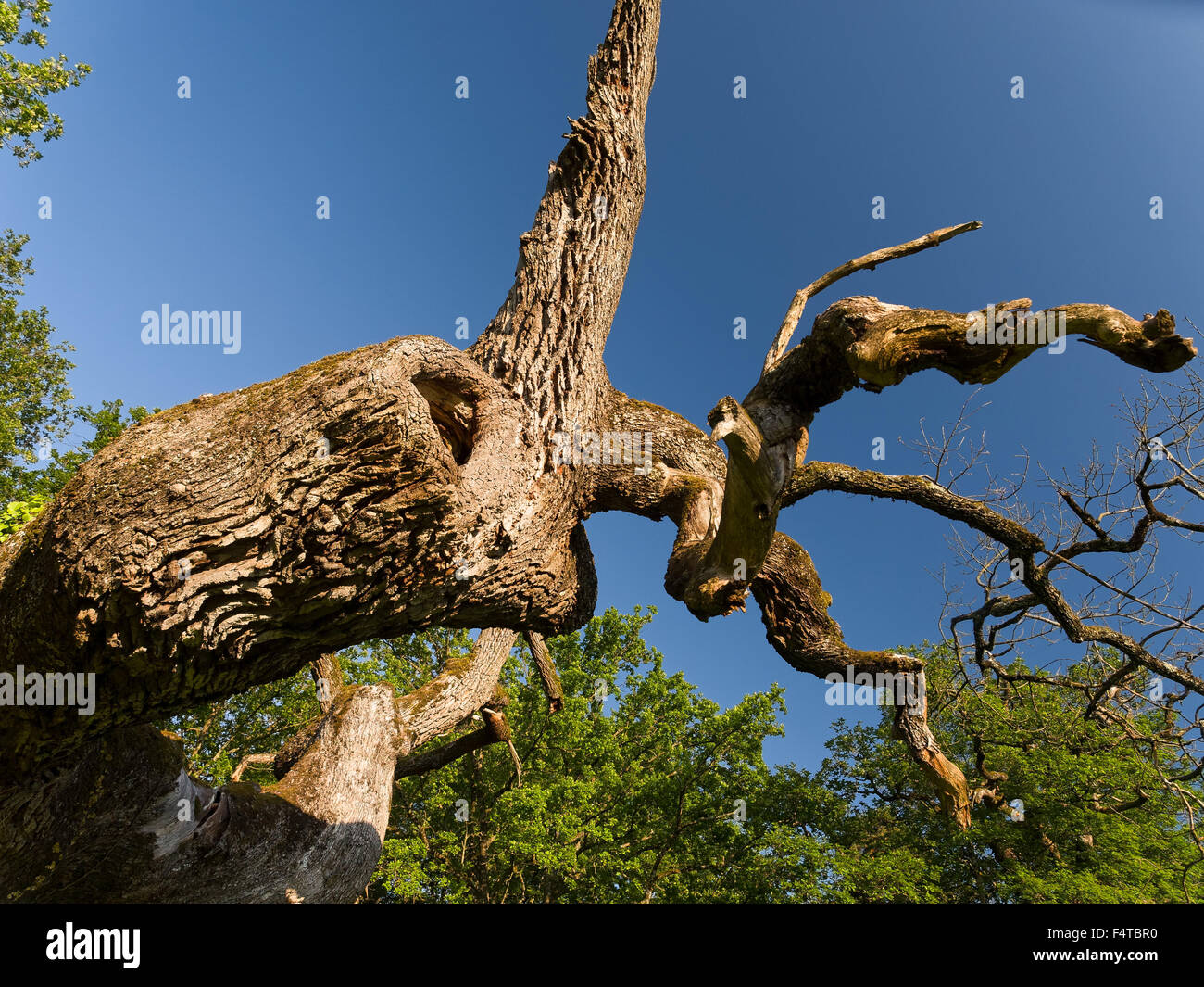 Oak tree grove hi-res stock photography and images - Alamy