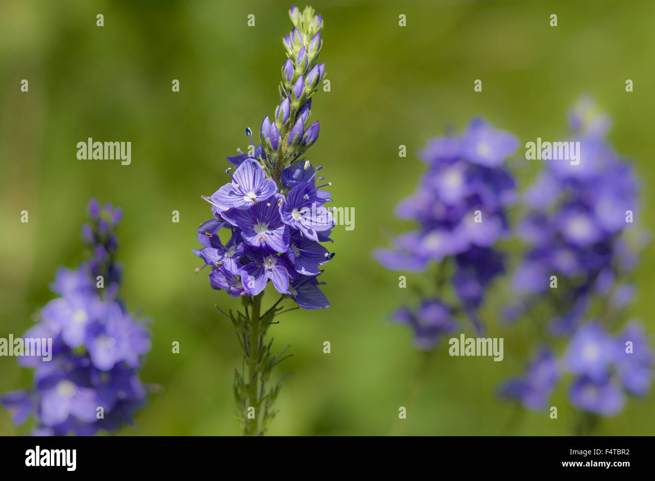 Speedwell hi-res stock photography and images - Alamy