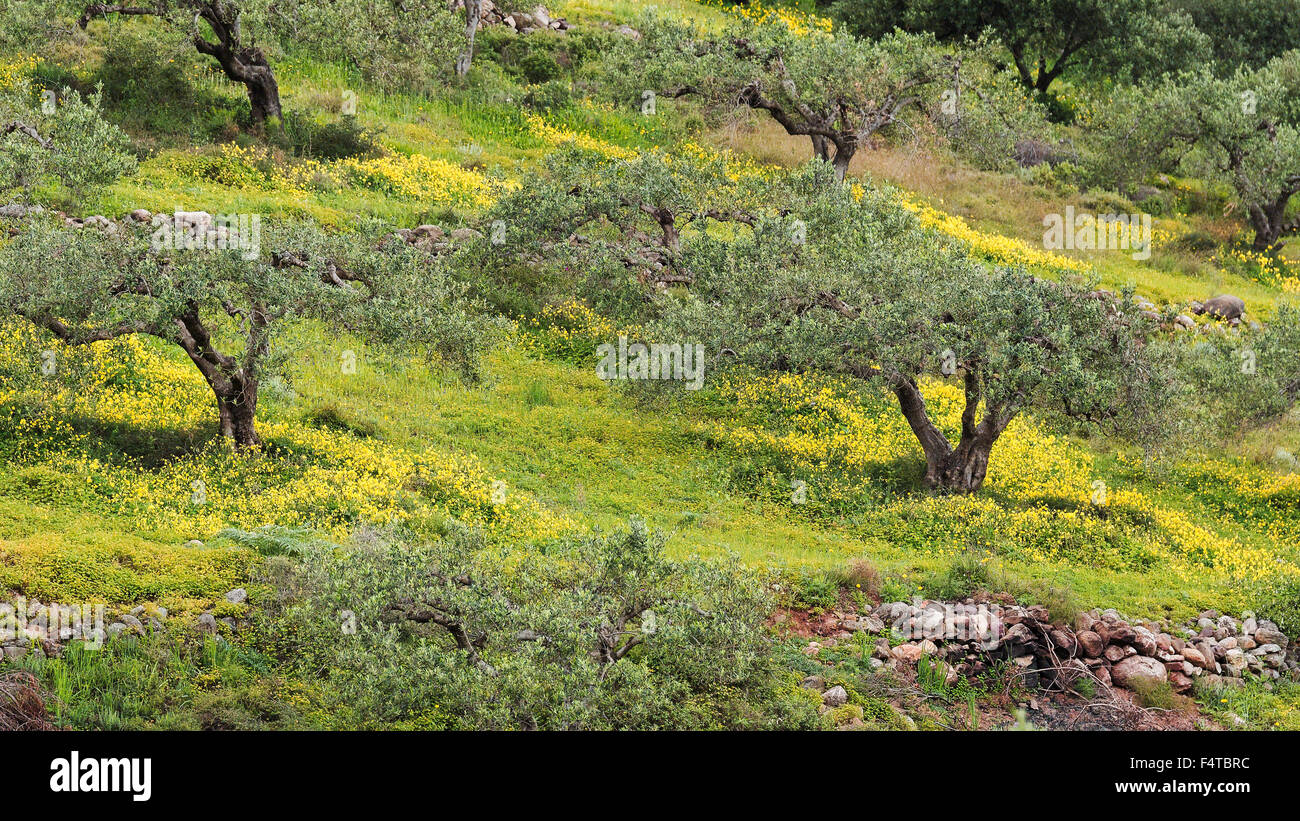 Sorrel tree hi-res stock photography and images - Alamy