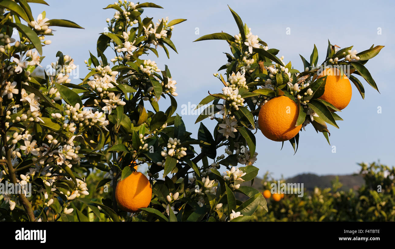Orange grove hi-res stock photography and images - Alamy