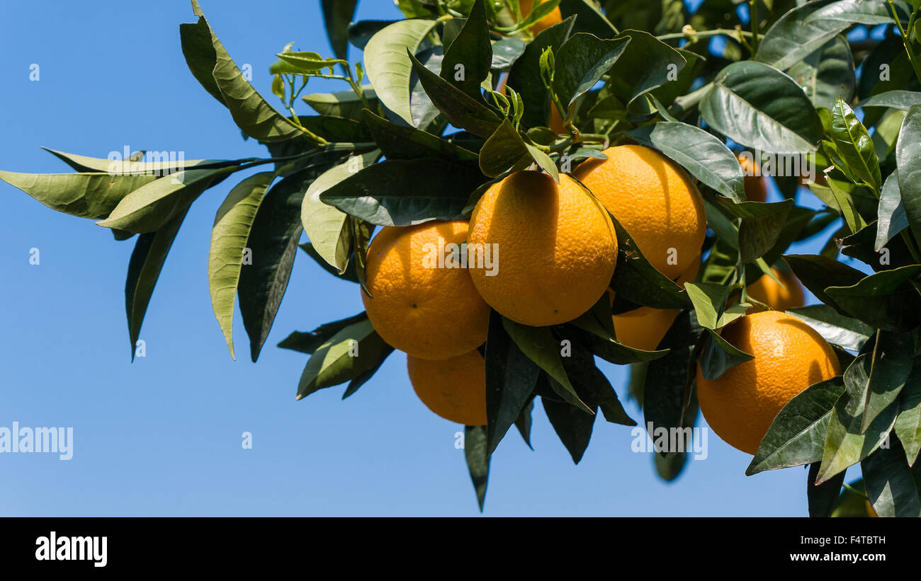 Orange grove hi-res stock photography and images - Alamy