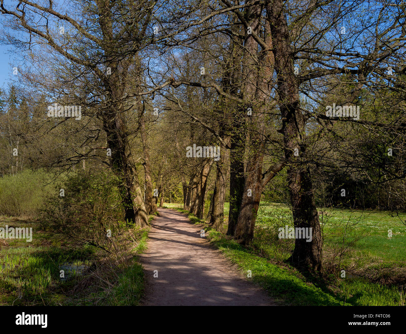Magic forest path Stock Photo - Alamy
