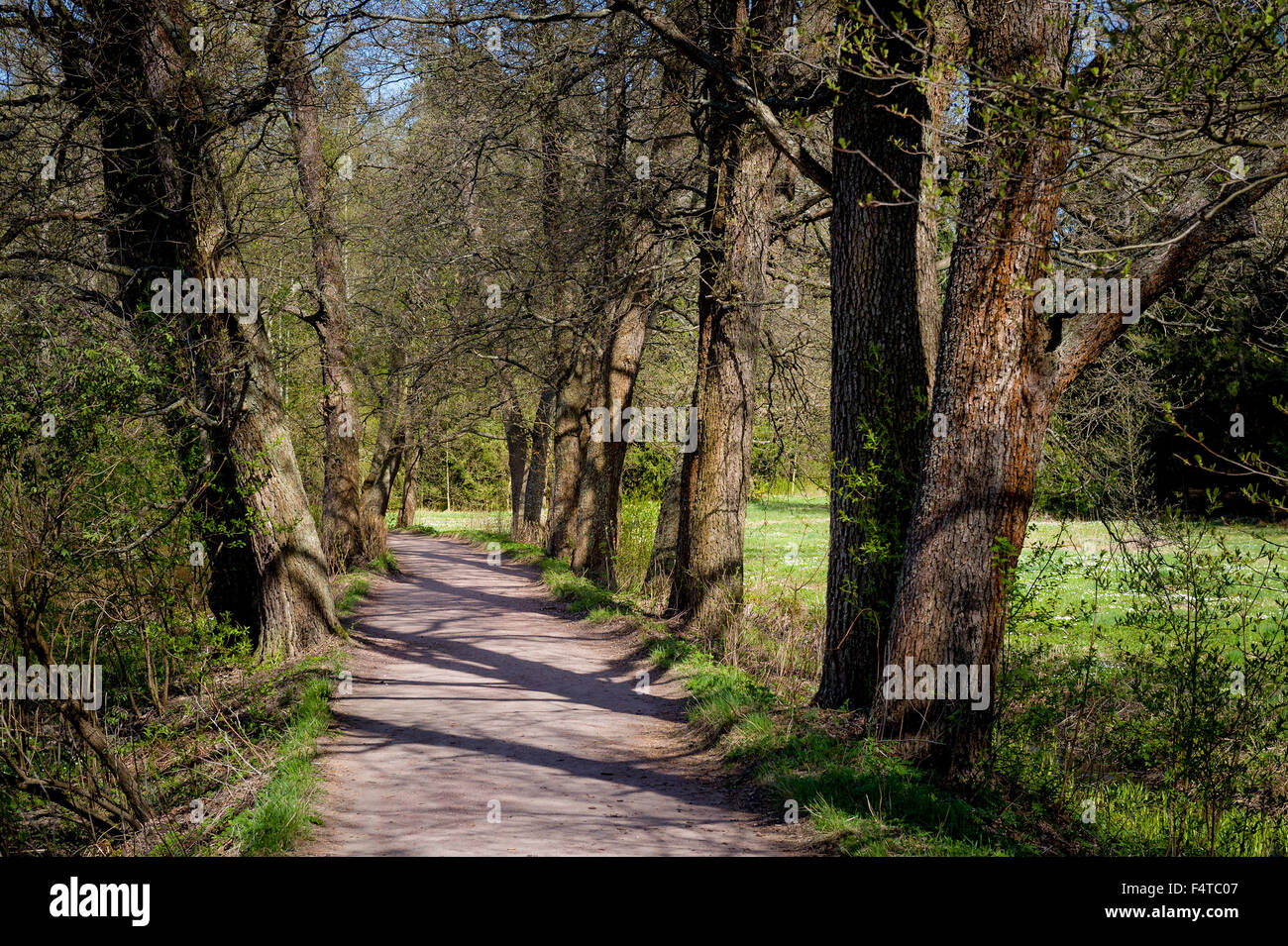 Magic forest way Stock Photo - Alamy