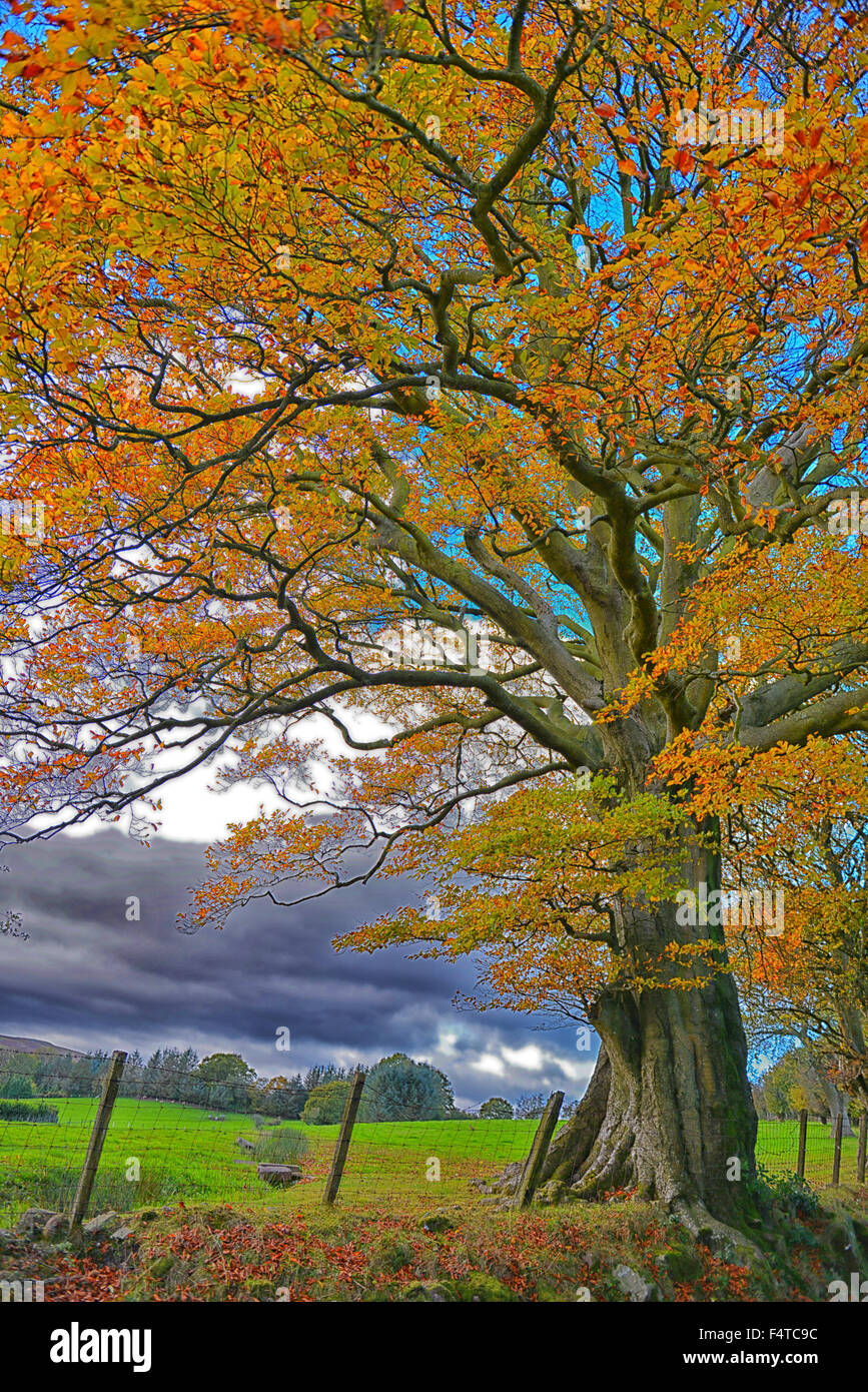 Tree of Autumn Stock Photo - Alamy