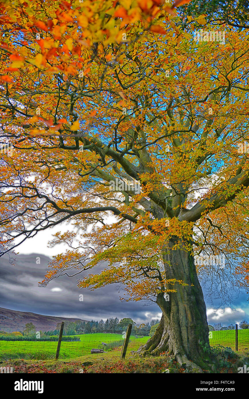 The Autmnal Tree Stock Photo - Alamy
