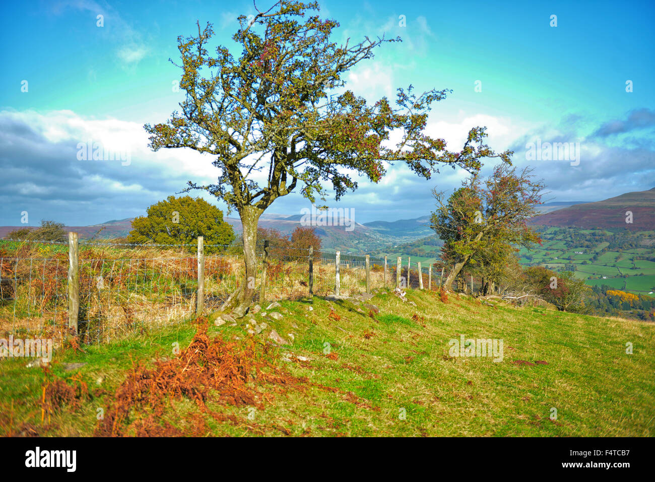 Wild trees hi-res stock photography and images - Alamy