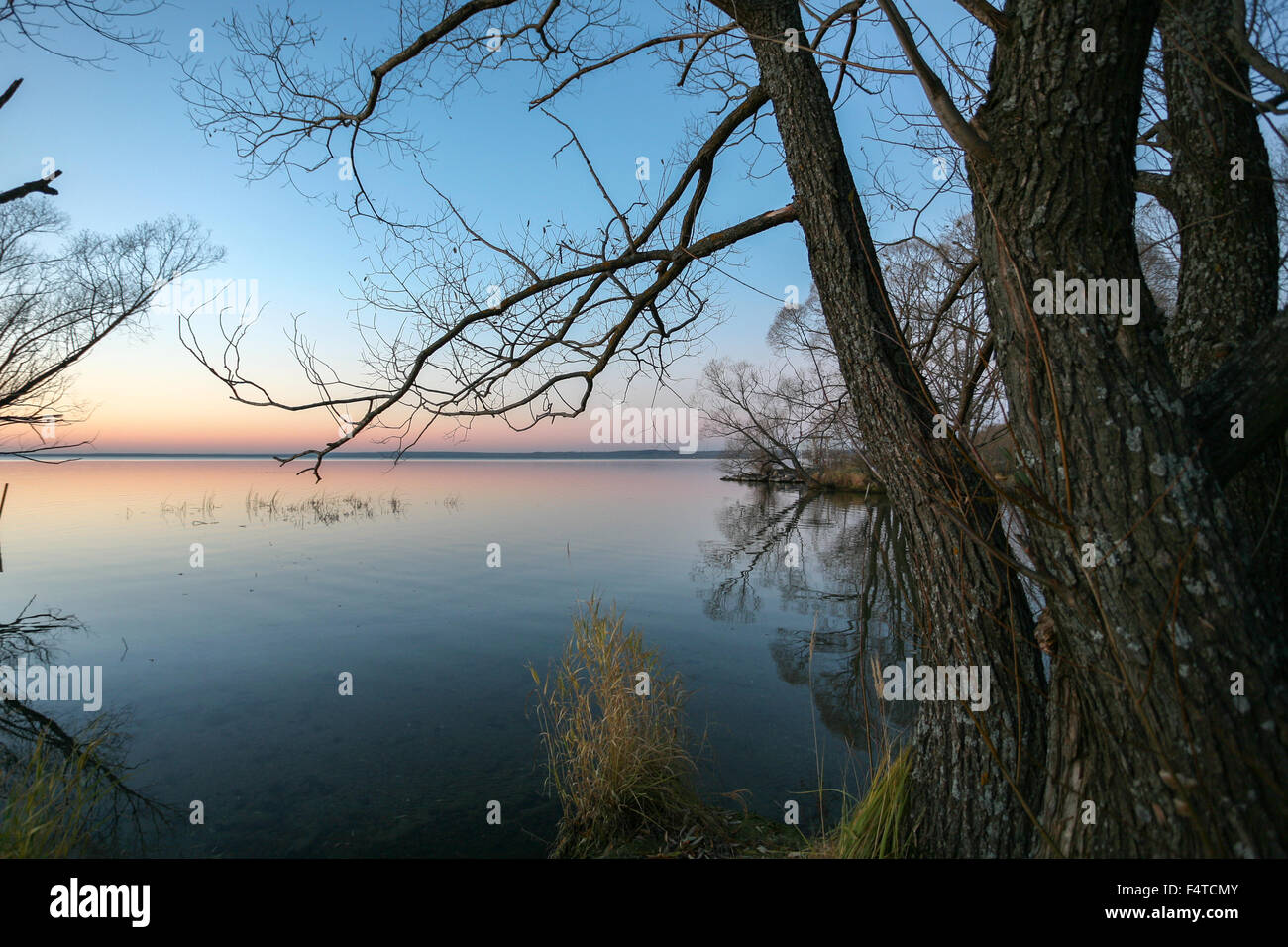 Maple tree without leaves hi-res stock photography and images - Alamy