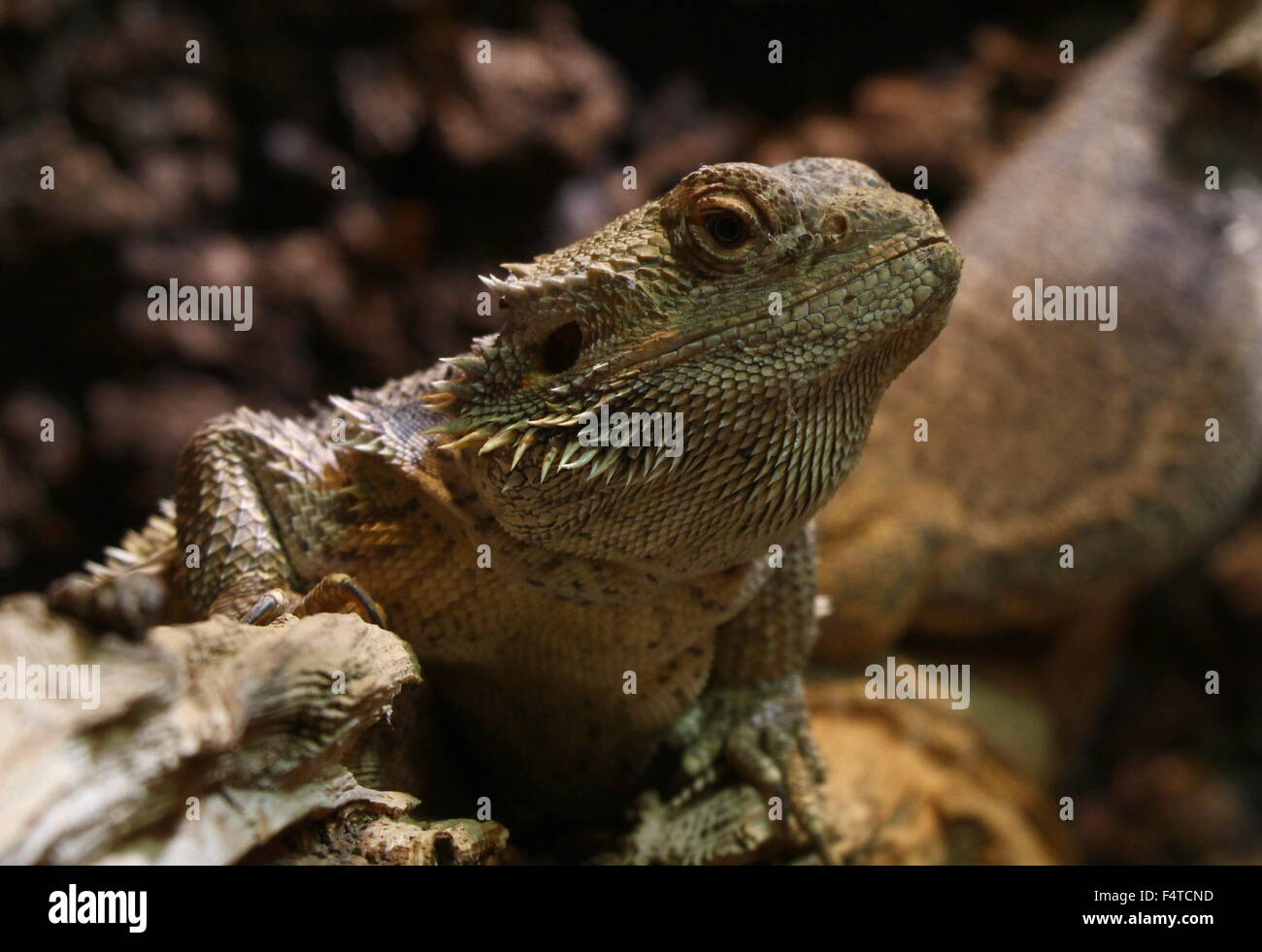 Pogona species hi-res stock photography and images - Alamy