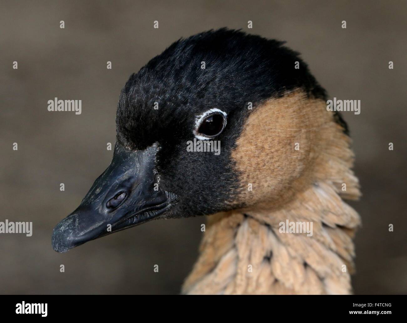 Hawaiigans hi-res stock photography and images - Alamy