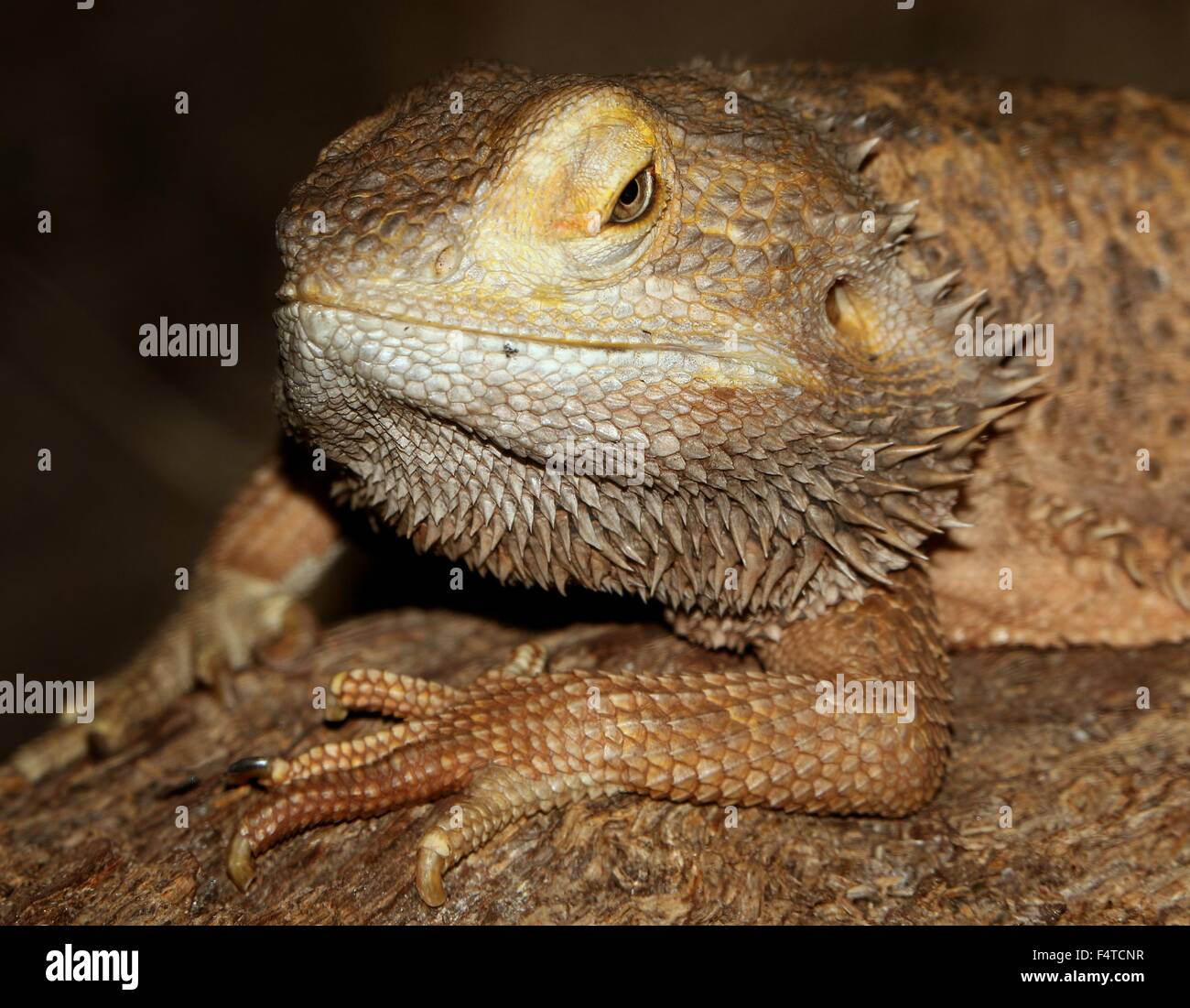 Desert agame hi-res stock photography and images - Alamy