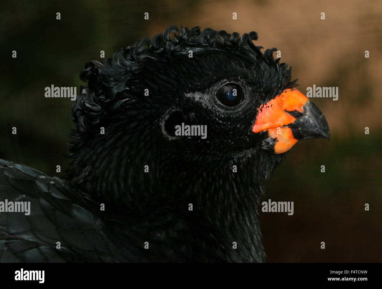 Wattled Curassow High Resolution Stock Photography and Images - Alamy