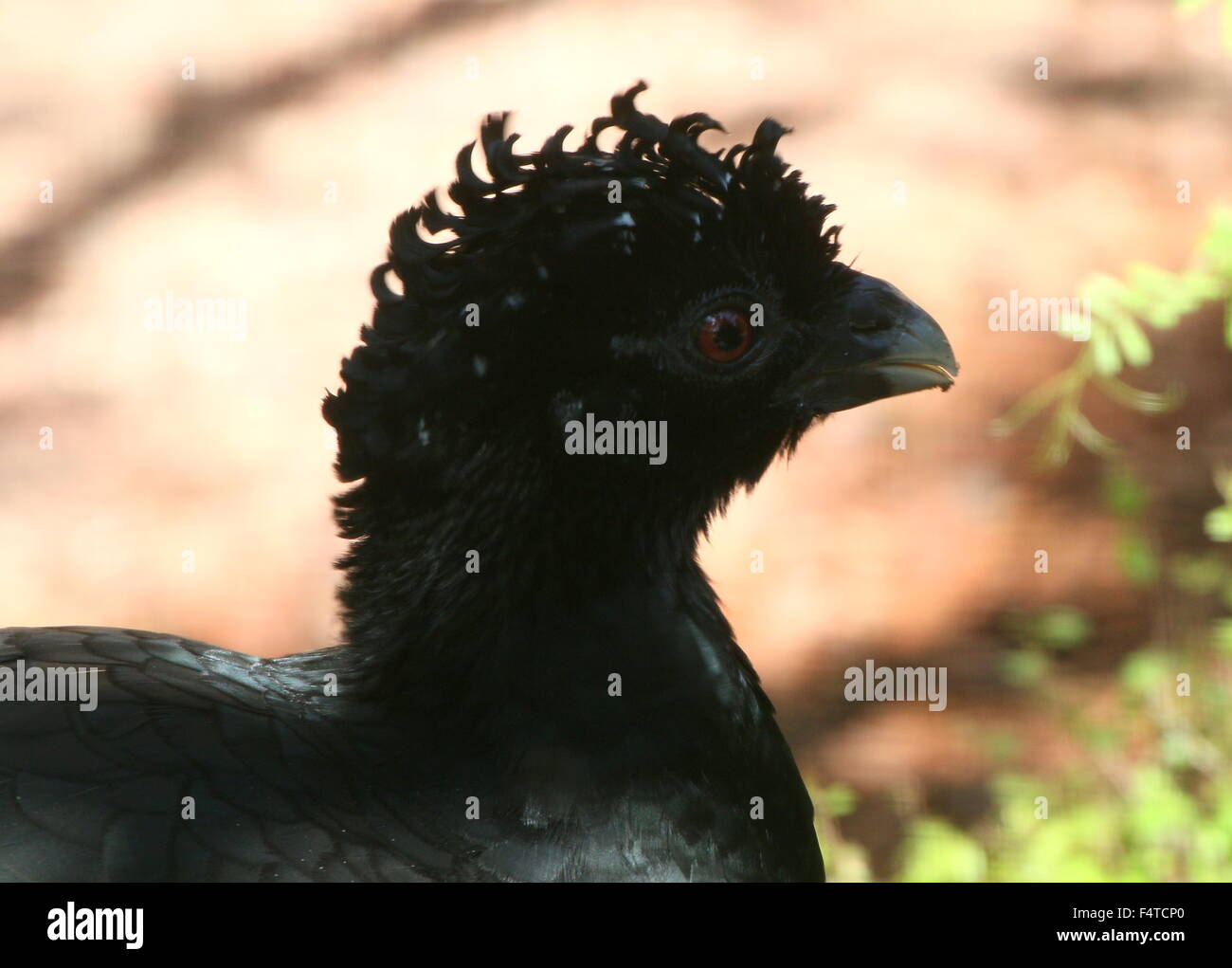 Wattled Curassow High Resolution Stock Photography and Images - Alamy
