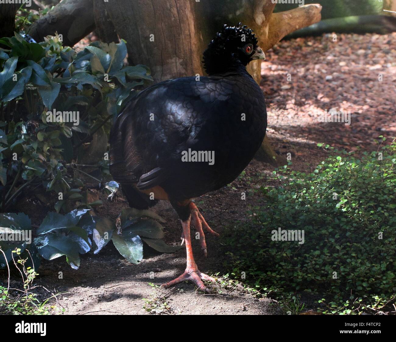 Wattled Curassow High Resolution Stock Photography and Images - Alamy