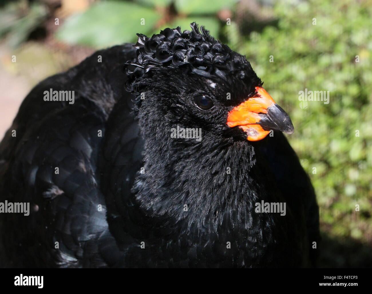 Wattled Curassow High Resolution Stock Photography and Images - Alamy